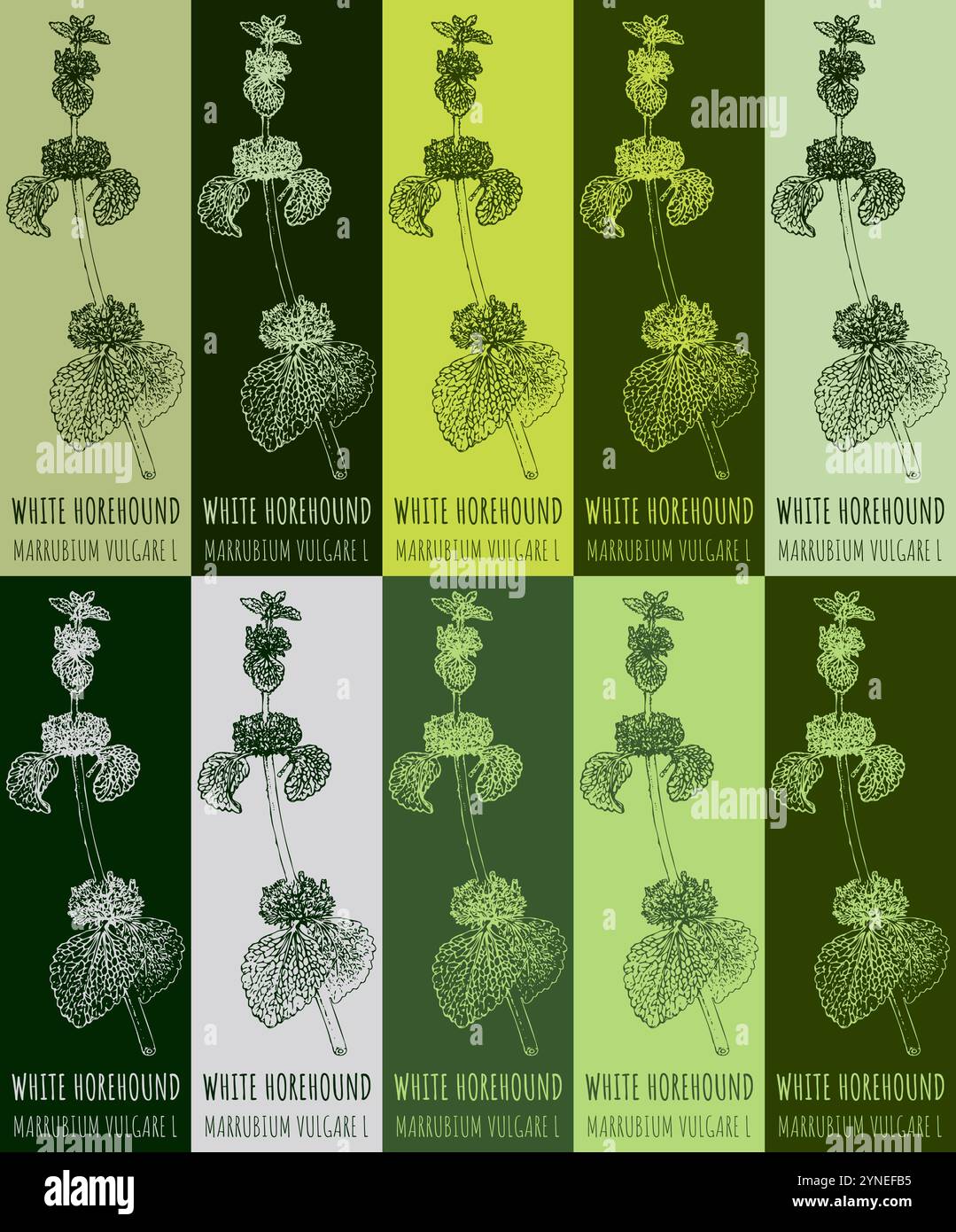 Set of vector drawing of WHITE HOREHOUND in various colors. Hand drawn ...