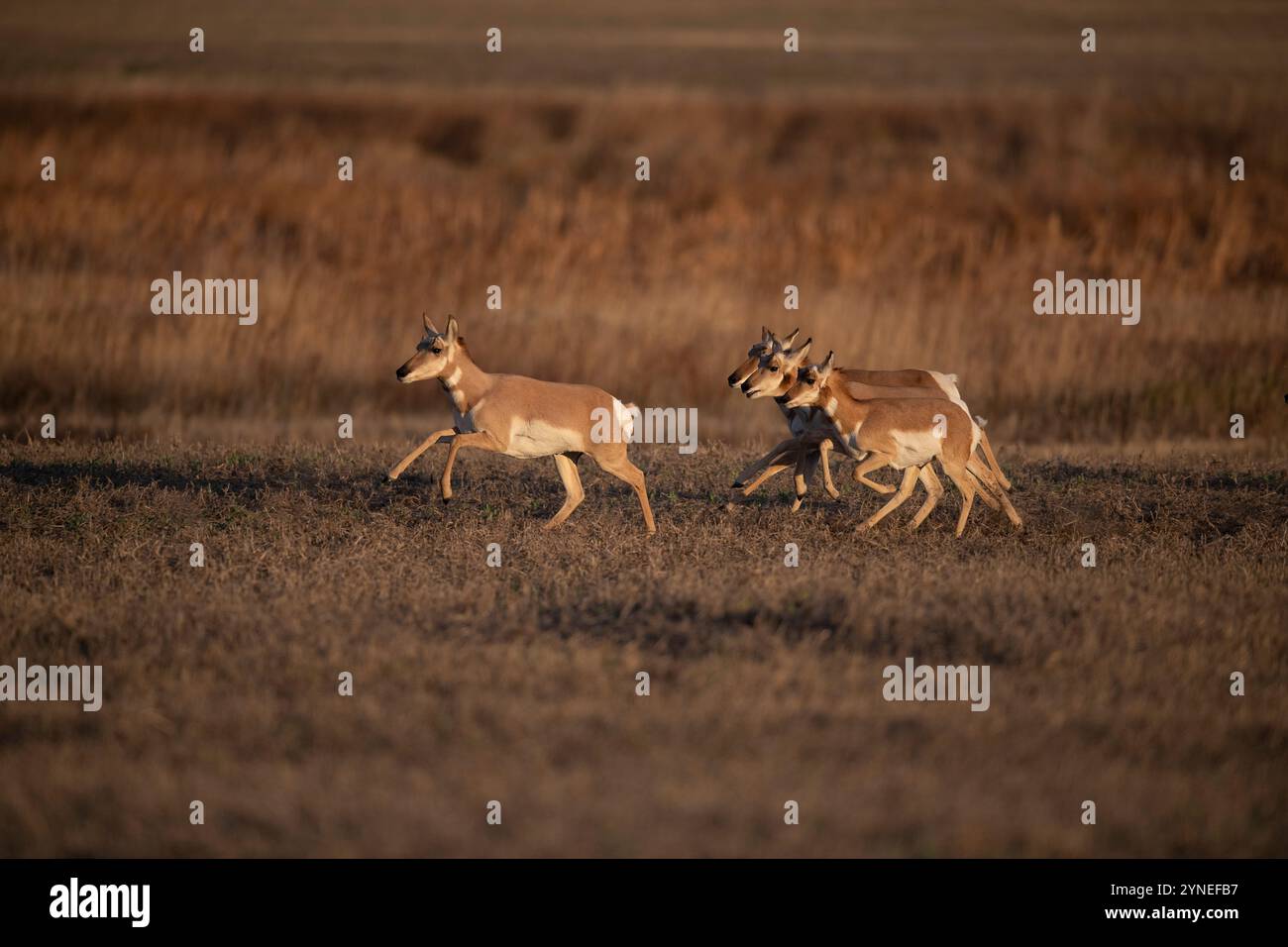 Pronghorn Antelope in North Dakota Stock Photo - Alamy