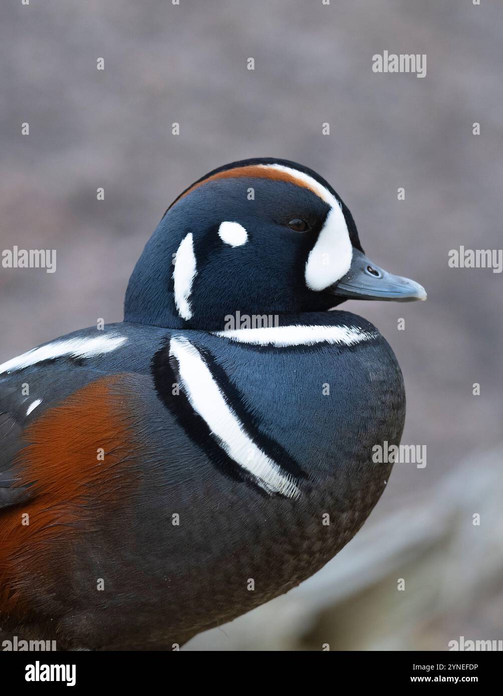 Harlequin duck, alaska hi-res stock photography and images - Alamy