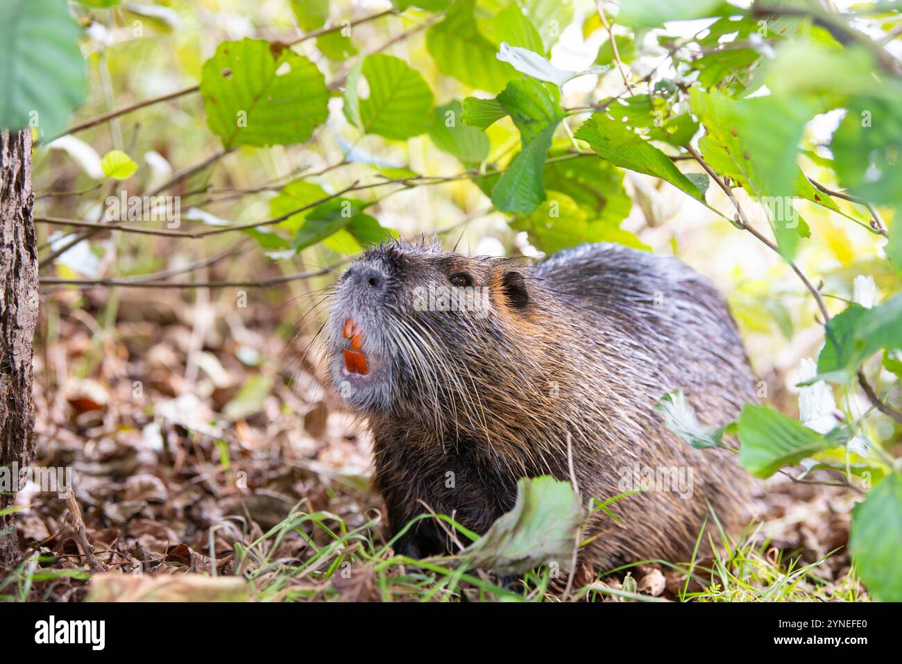 Nutria river rat, coypu herbivorous, semiaquatic rodent family ...