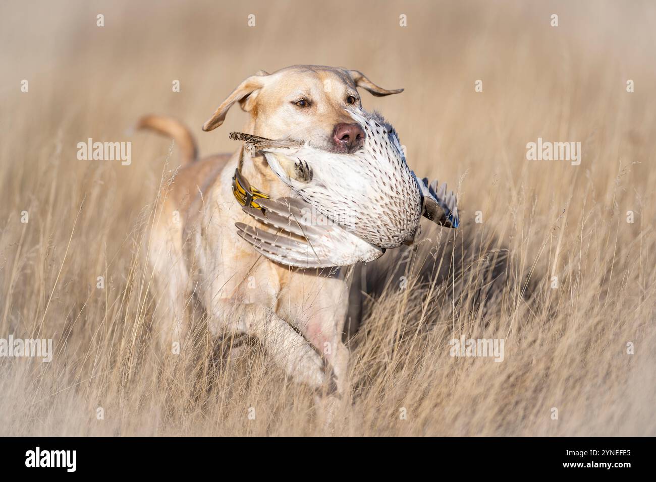A Yellow Labrador Retriever with a Sharptailed Grouse Stock Photo - Alamy