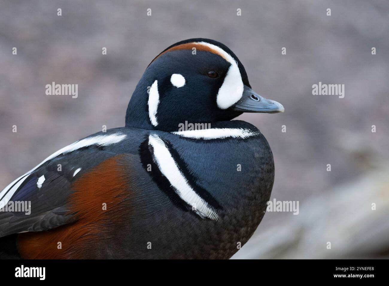 Harlequin duck, alaska hi-res stock photography and images - Alamy