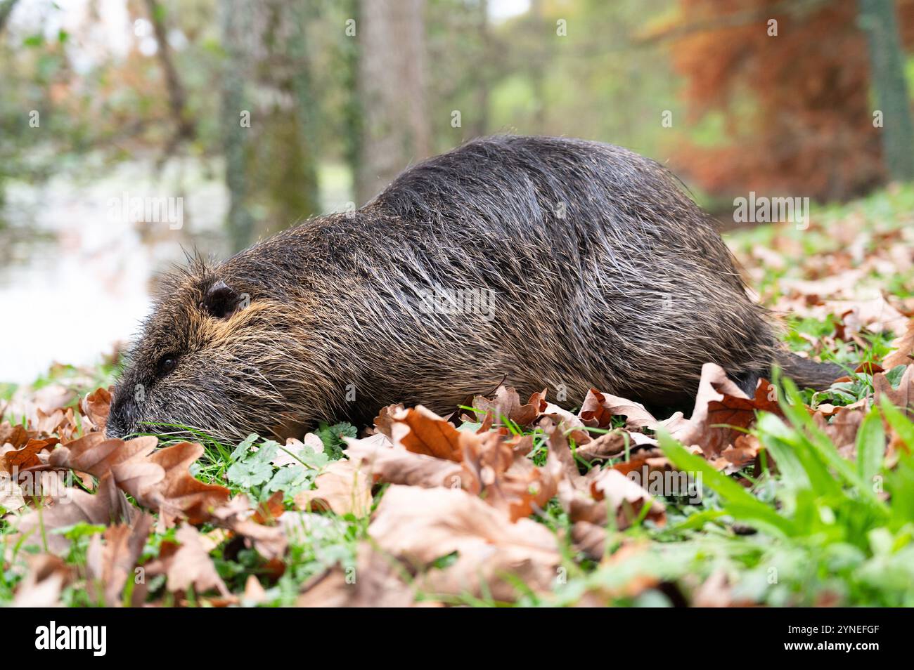 Nutria river rat, coypu herbivorous, semiaquatic rodent family ...