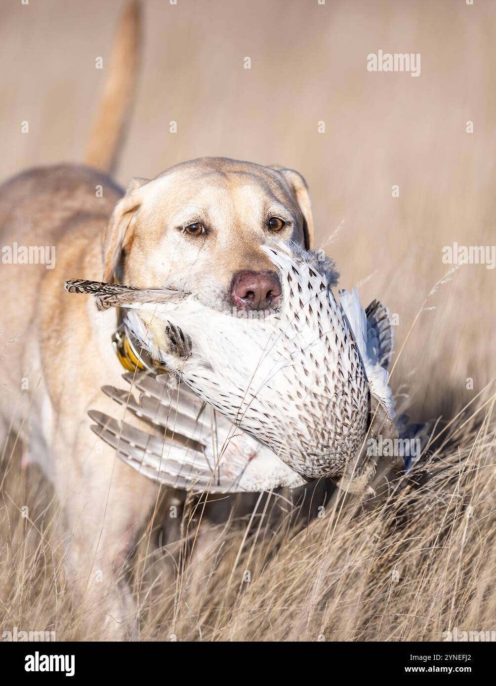 A Yellow Labrador Retriever with a Sharptailed Grouse Stock Photo - Alamy