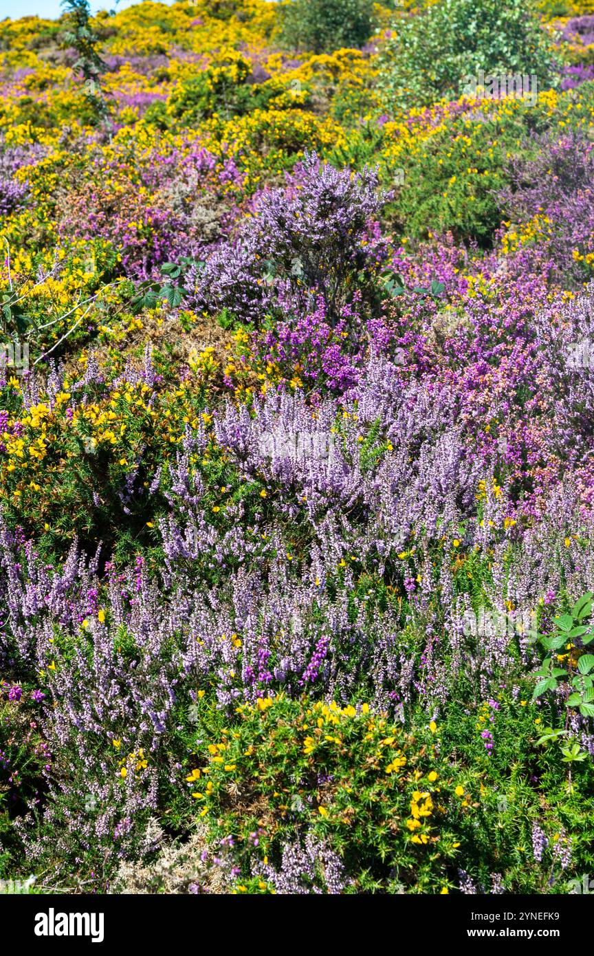 Purple Bell Heather, yellow Western Gorse and Ling on Selworthy Beacon ...