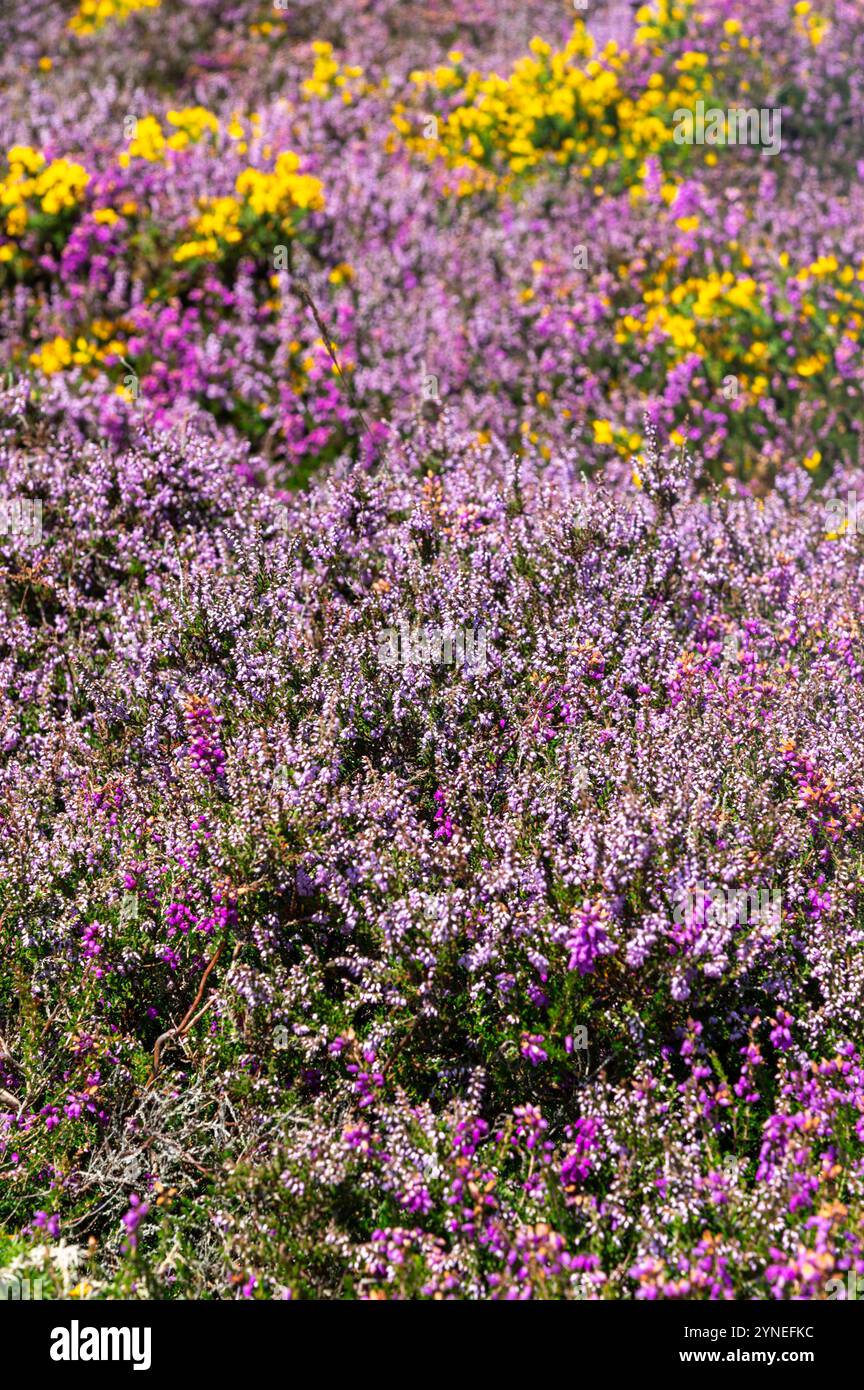 Purple Bell Heather, yellow Western Gorse and Ling on Selworthy Beacon ...