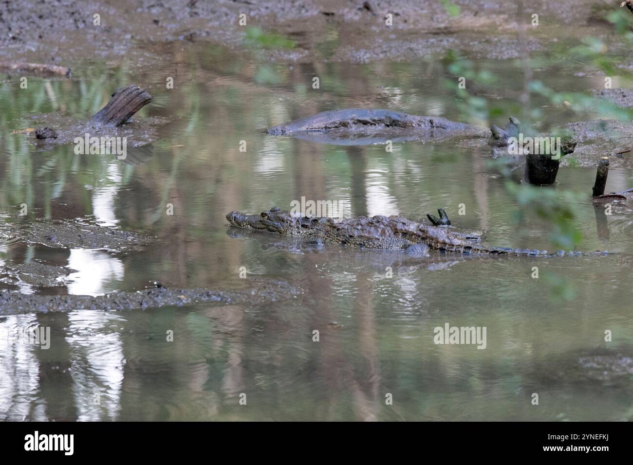 Ventanilla crocodile hi-res stock photography and images - Alamy
