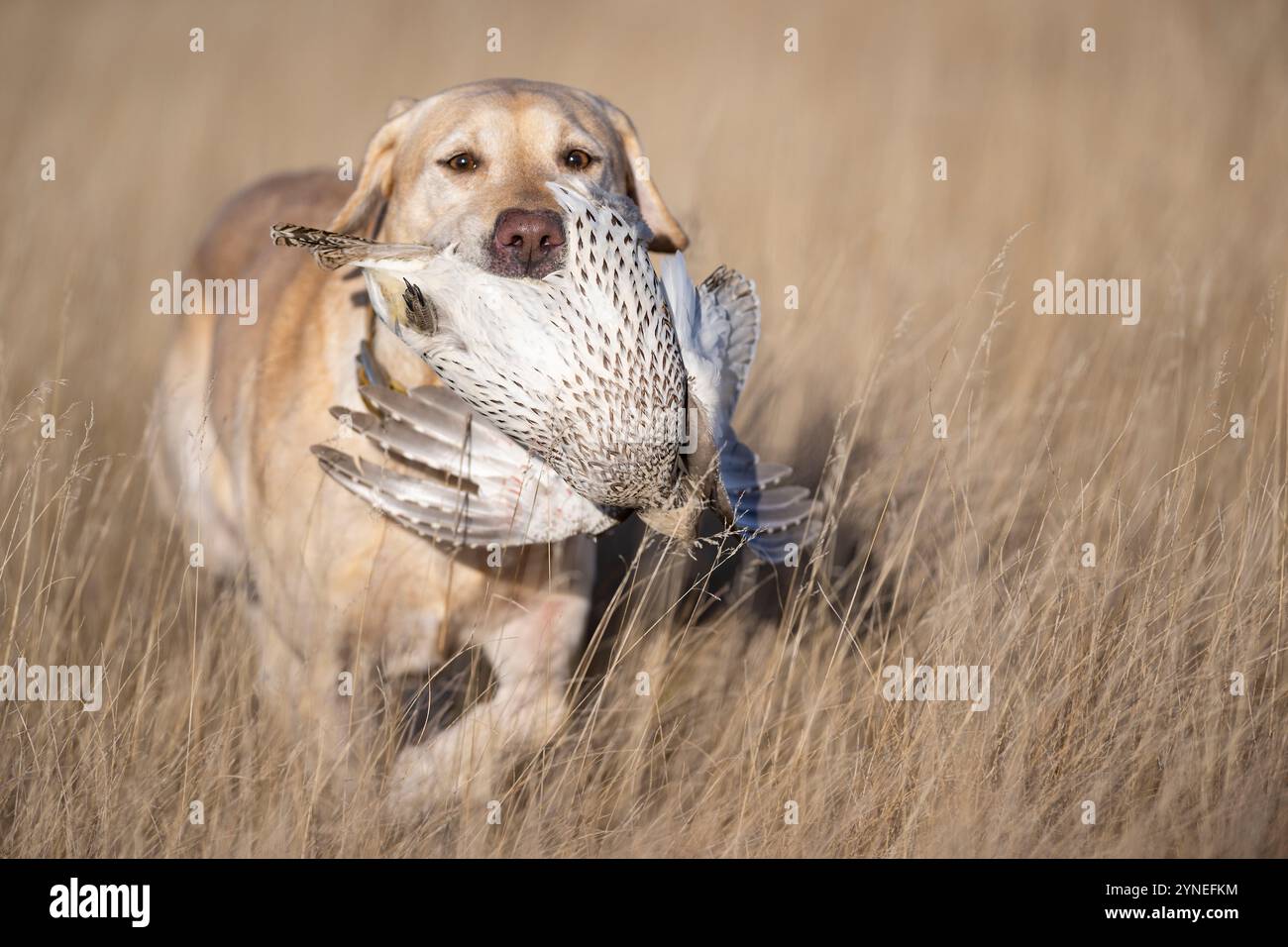 A Yellow Labrador Retriever with a Sharptailed Grouse Stock Photo - Alamy