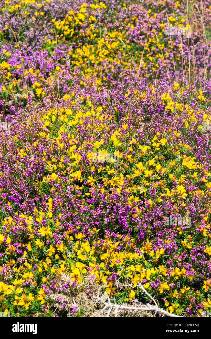 Purple Bell Heather, yellow Western Gorse and Ling on Selworthy Beacon ...