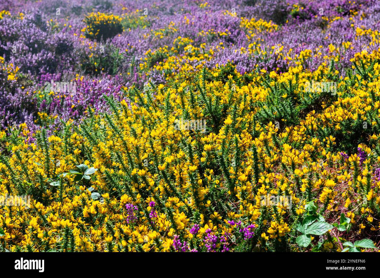 Purple Bell Heather, yellow Western Gorse and Ling on Selworthy Beacon ...