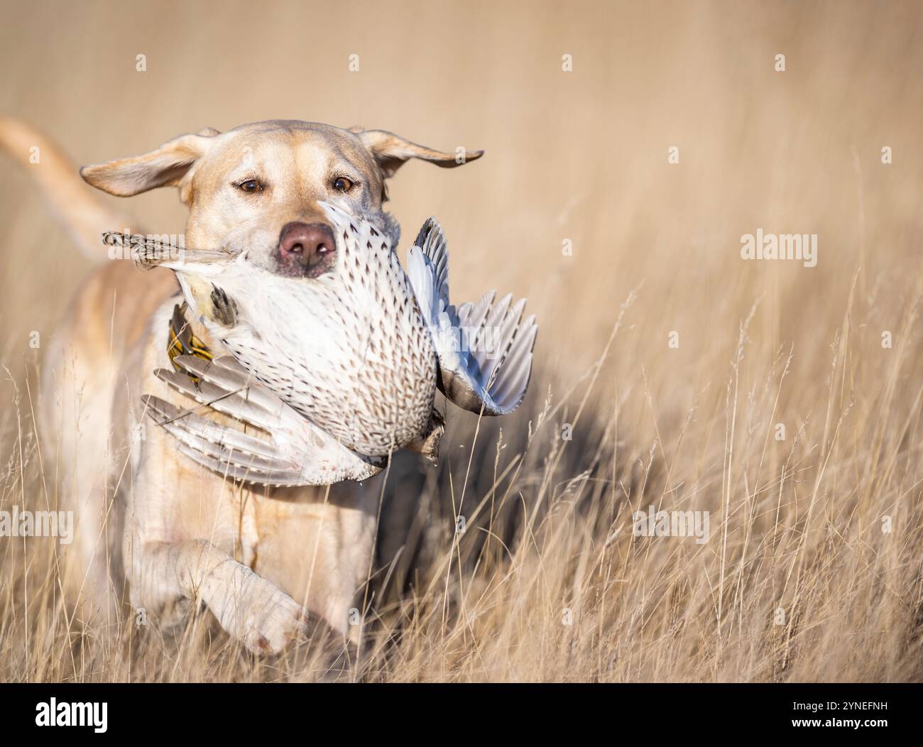 A Yellow Labrador Retriever with a Sharptailed Grouse Stock Photo - Alamy