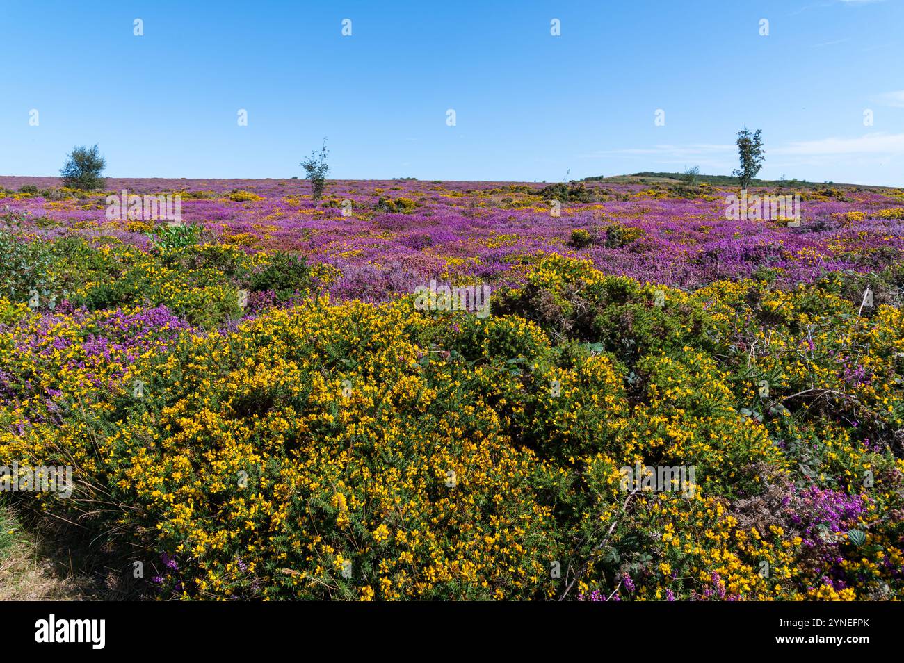 Purple Bell Heather, yellow Western Gorse and Ling on Selworthy Beacon ...