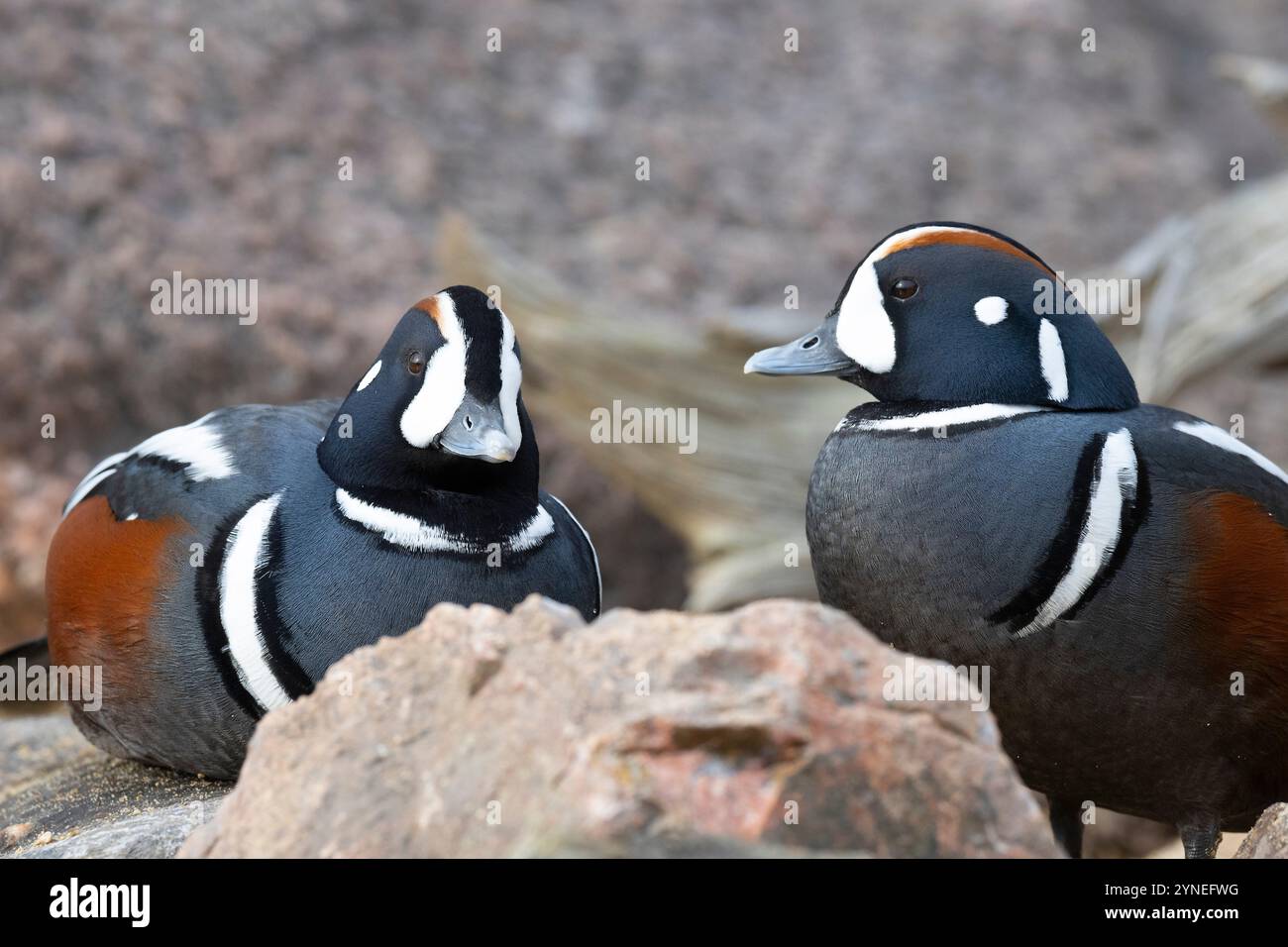 Harlequin duck, alaska hi-res stock photography and images - Alamy