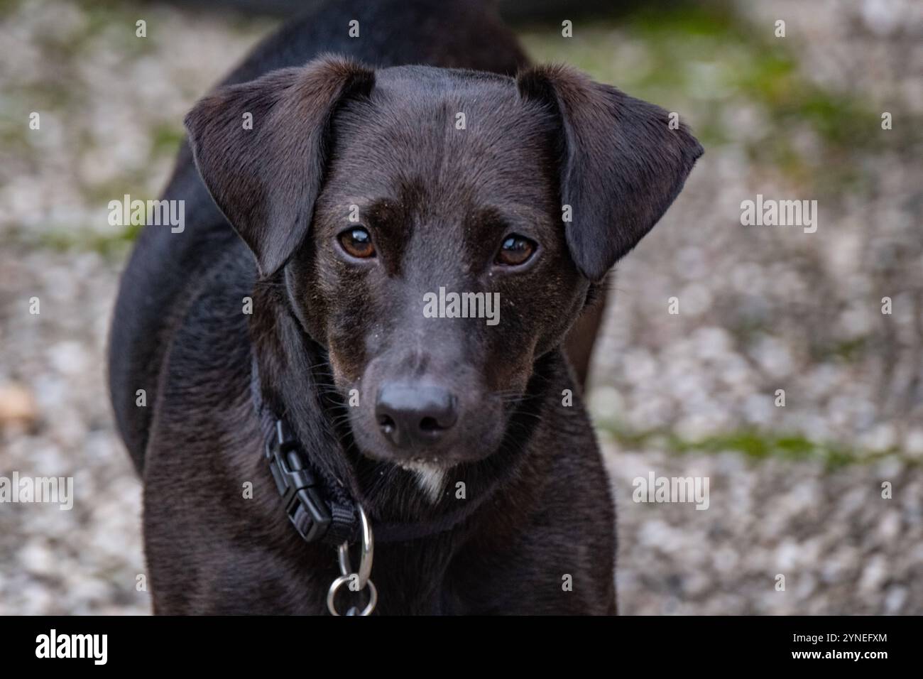 Ein kleiner schwarzer Terrier in Aachen am 13. November 2024. GERMANY ...