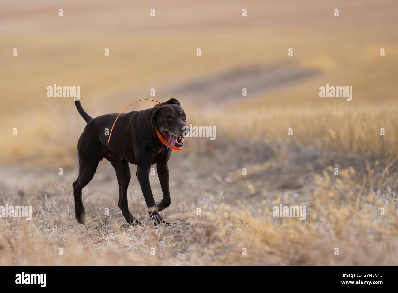 German Shorthair Pointer Stock Photo - Alamy