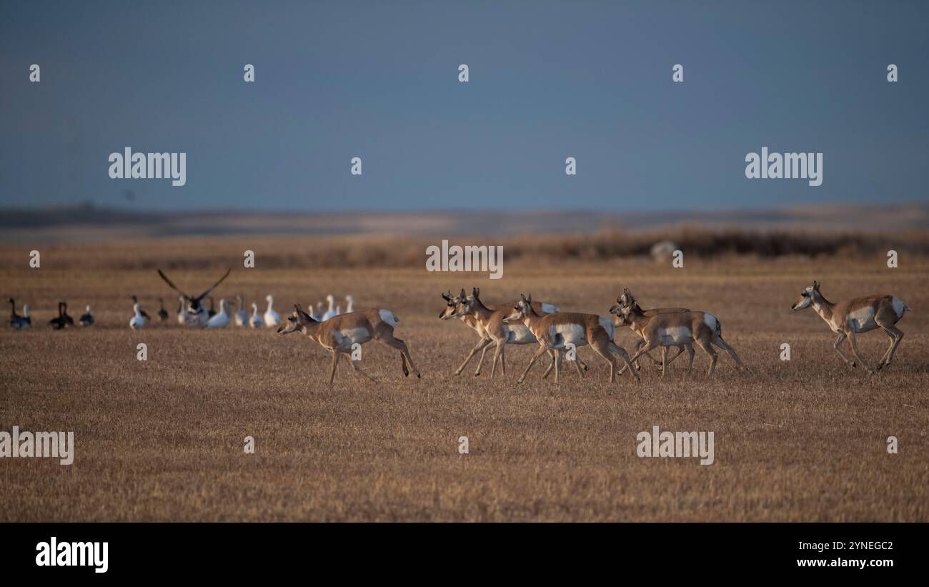 Pronghorn buck and doe hi-res stock photography and images - Alamy