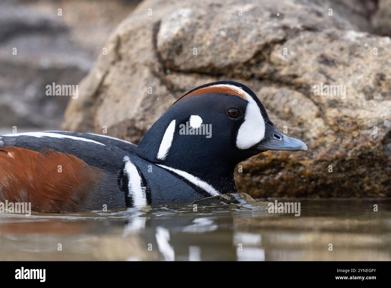 Harlequin duck, alaska hi-res stock photography and images - Alamy