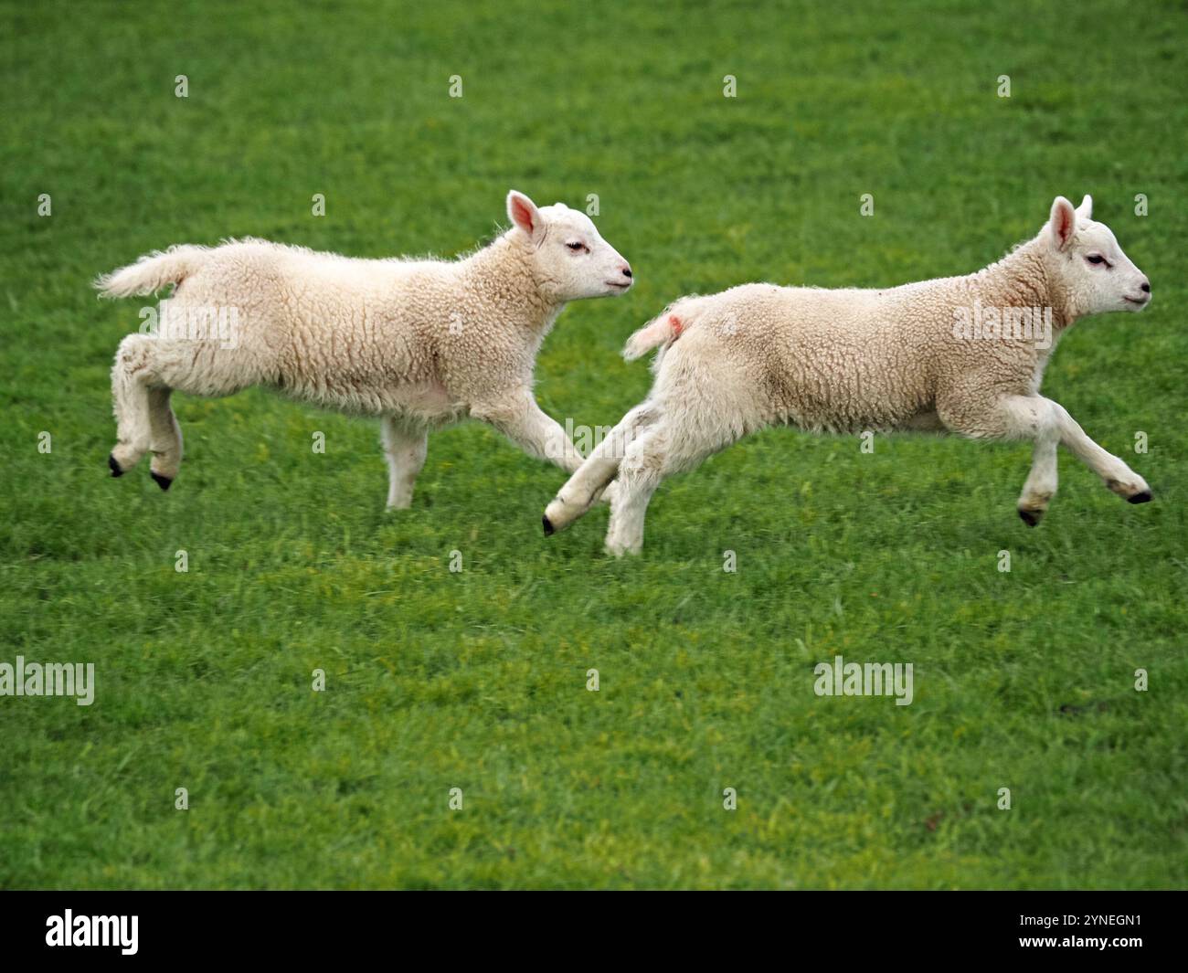 two exuberant white Spring lamb siblings,dash across a field of green ...