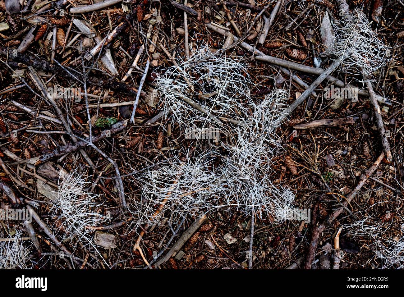 Alpine Canadian forest floor, closeup macro photography Stock Photo - Alamy