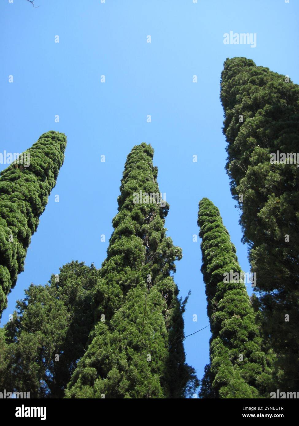Crimean peninsula. Majestic cypress trees Stock Photo - Alamy