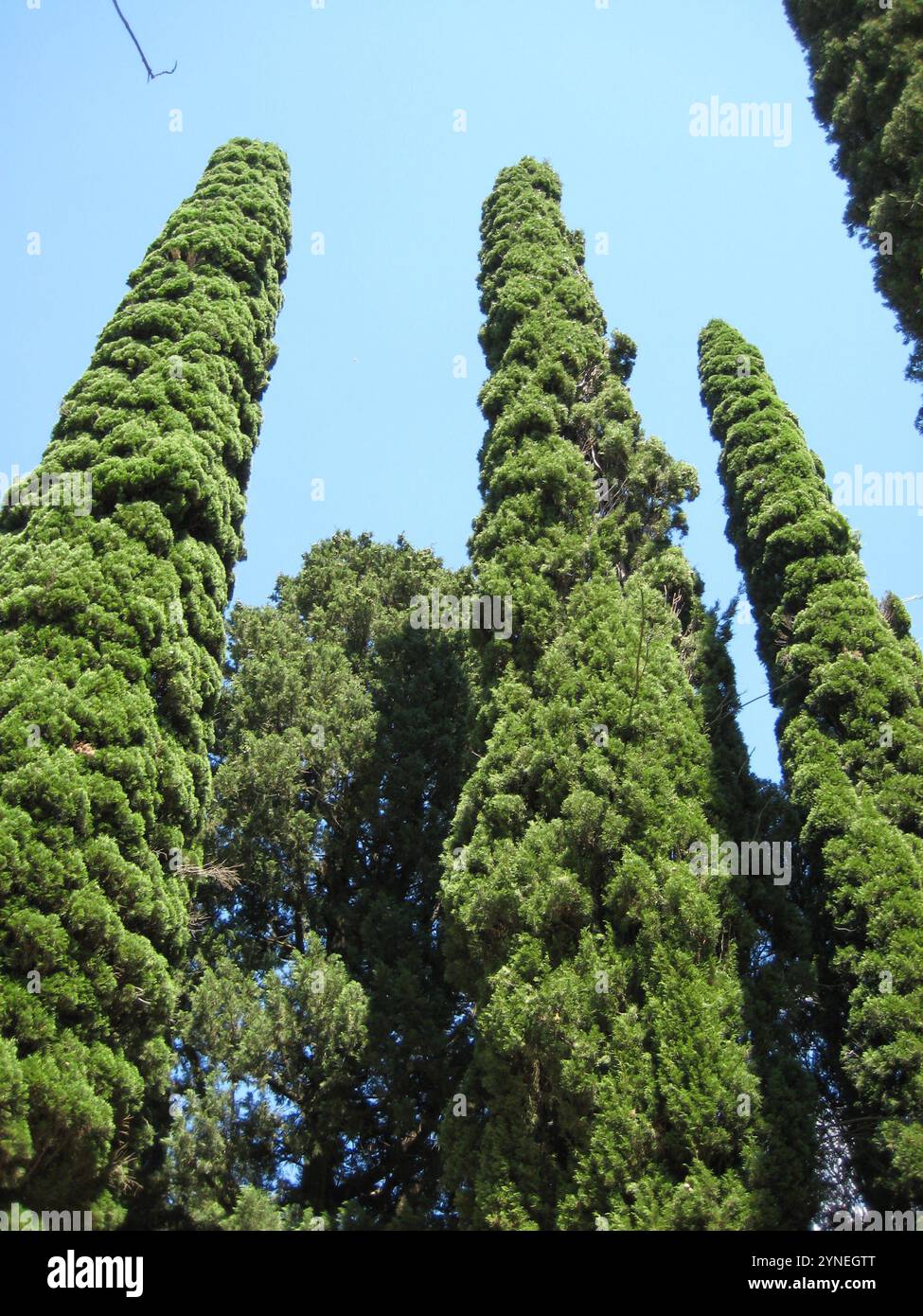 Crimean peninsula. Majestic cypress trees Stock Photo - Alamy