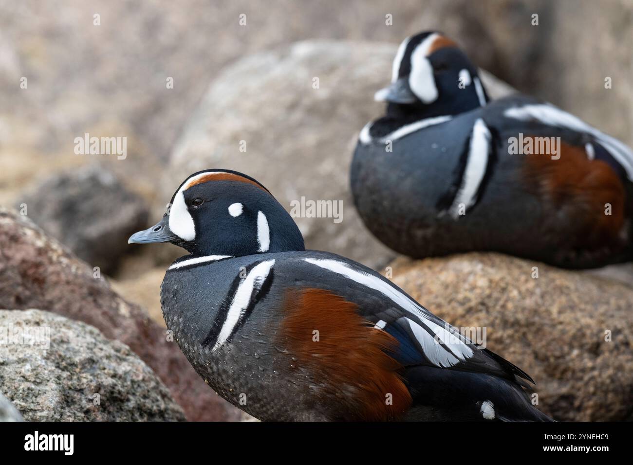 Harlequin duck, alaska hi-res stock photography and images - Alamy