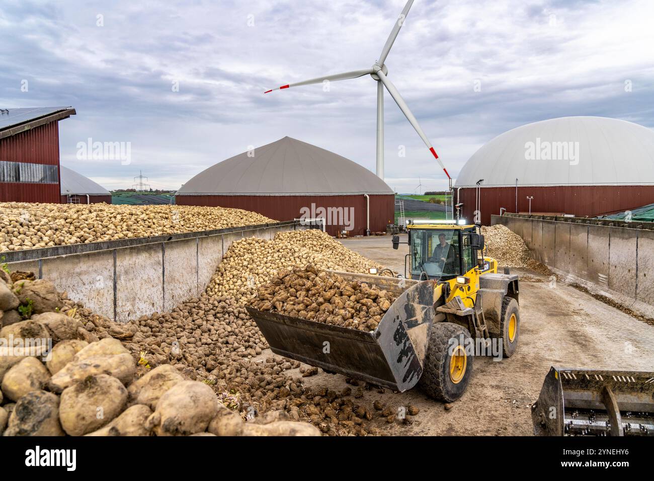 Biogasanlage erzeugt Gas aus verschiedener Biomasse, hier das Zuckerrüben Lager, der Strom wird ...