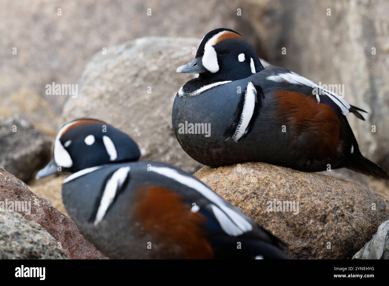 Harlequin duck, alaska hi-res stock photography and images - Alamy