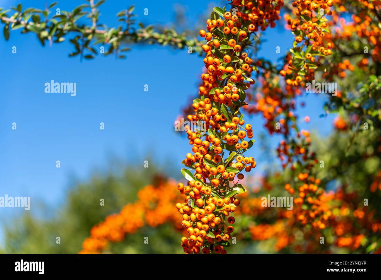 Bright orange firethorn (Pyracantha) berries in sunlight Stock Photo ...