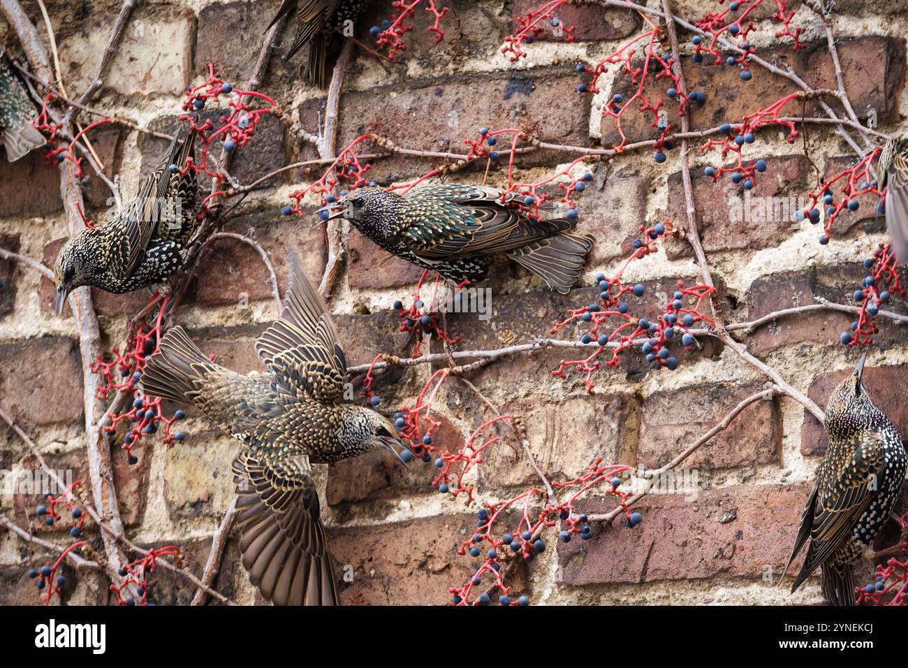 Vines on brick wall hi-res stock photography and images - Alamy