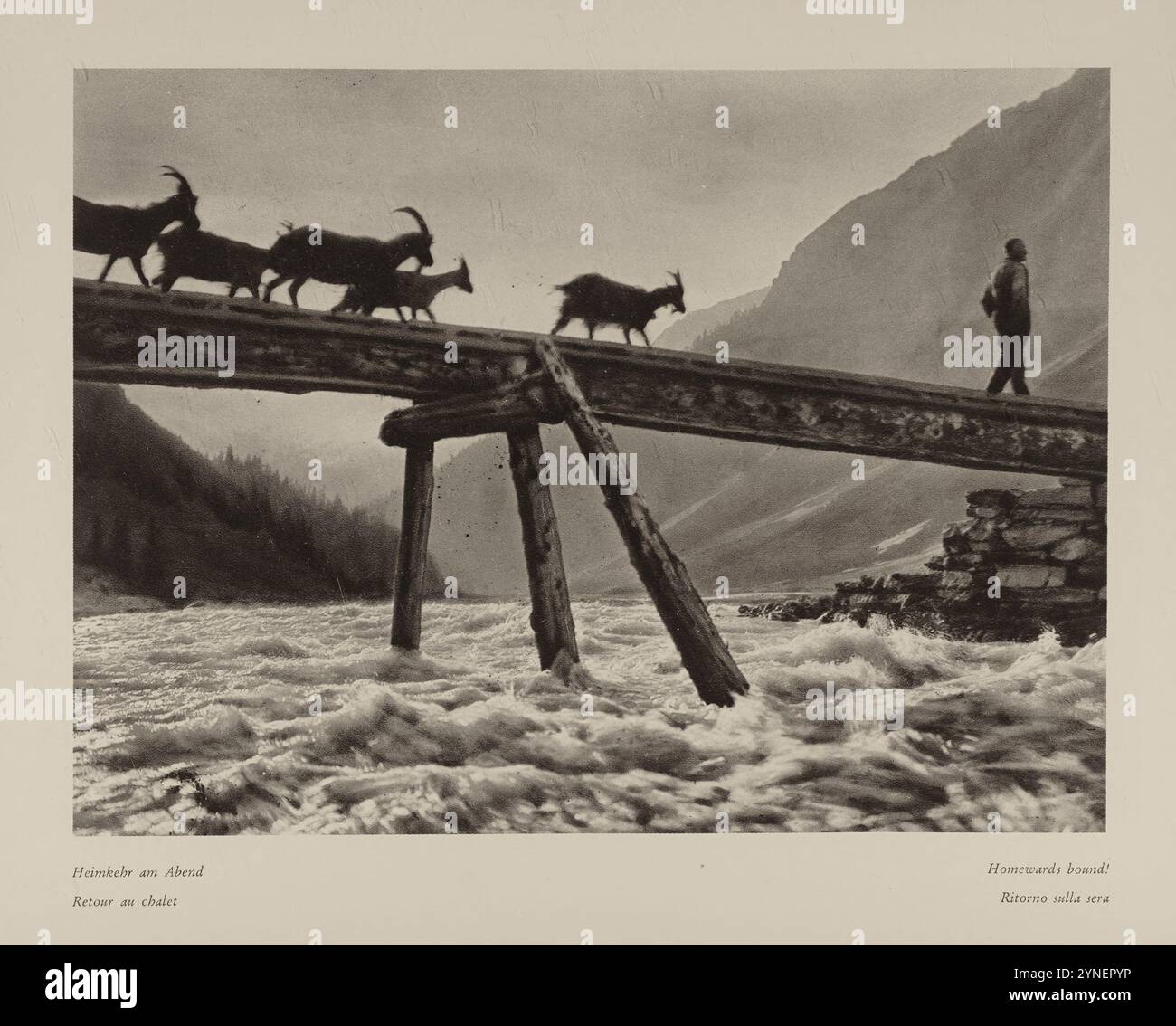 Shepherd and his goats crossing a pedestrian wooden bridge over river ...