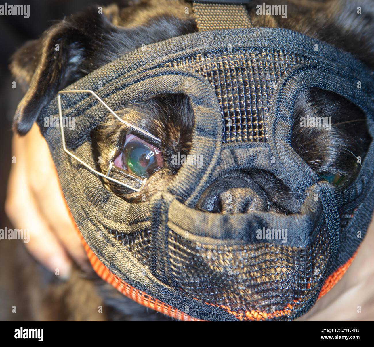 Pug with corneal ulcer of the right eye Stock Photo - Alamy