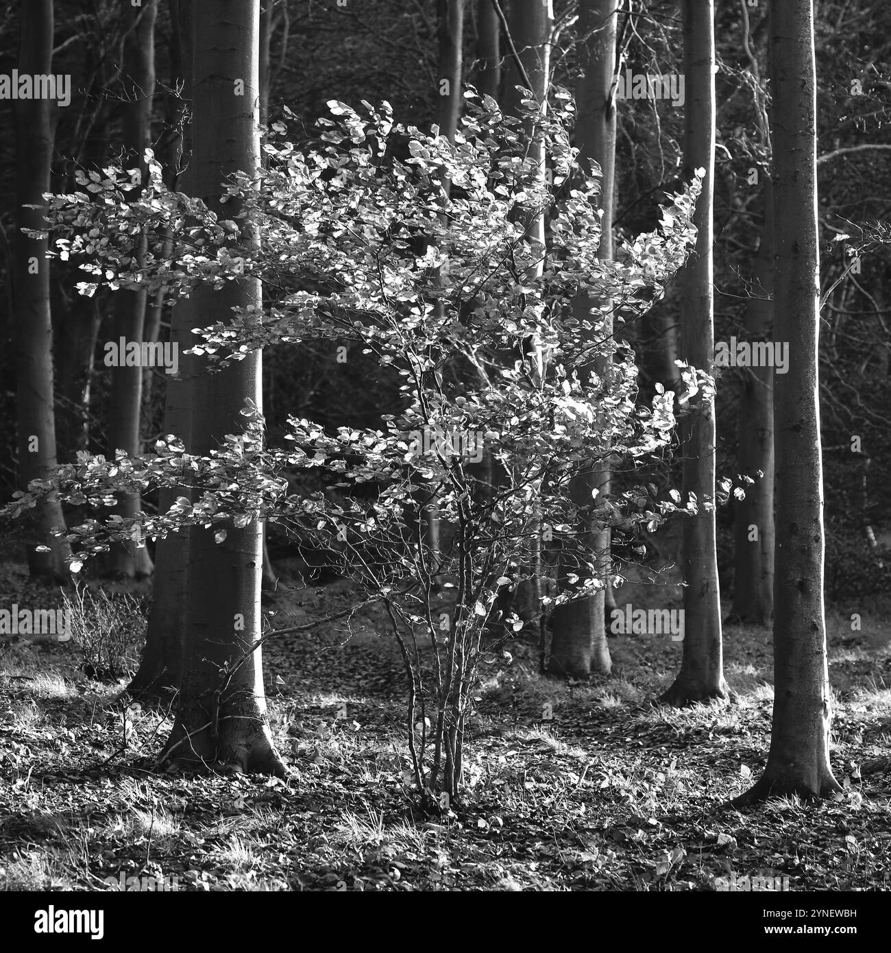 Autumn beech tree leaves Black and White Stock Photos & Images - Alamy