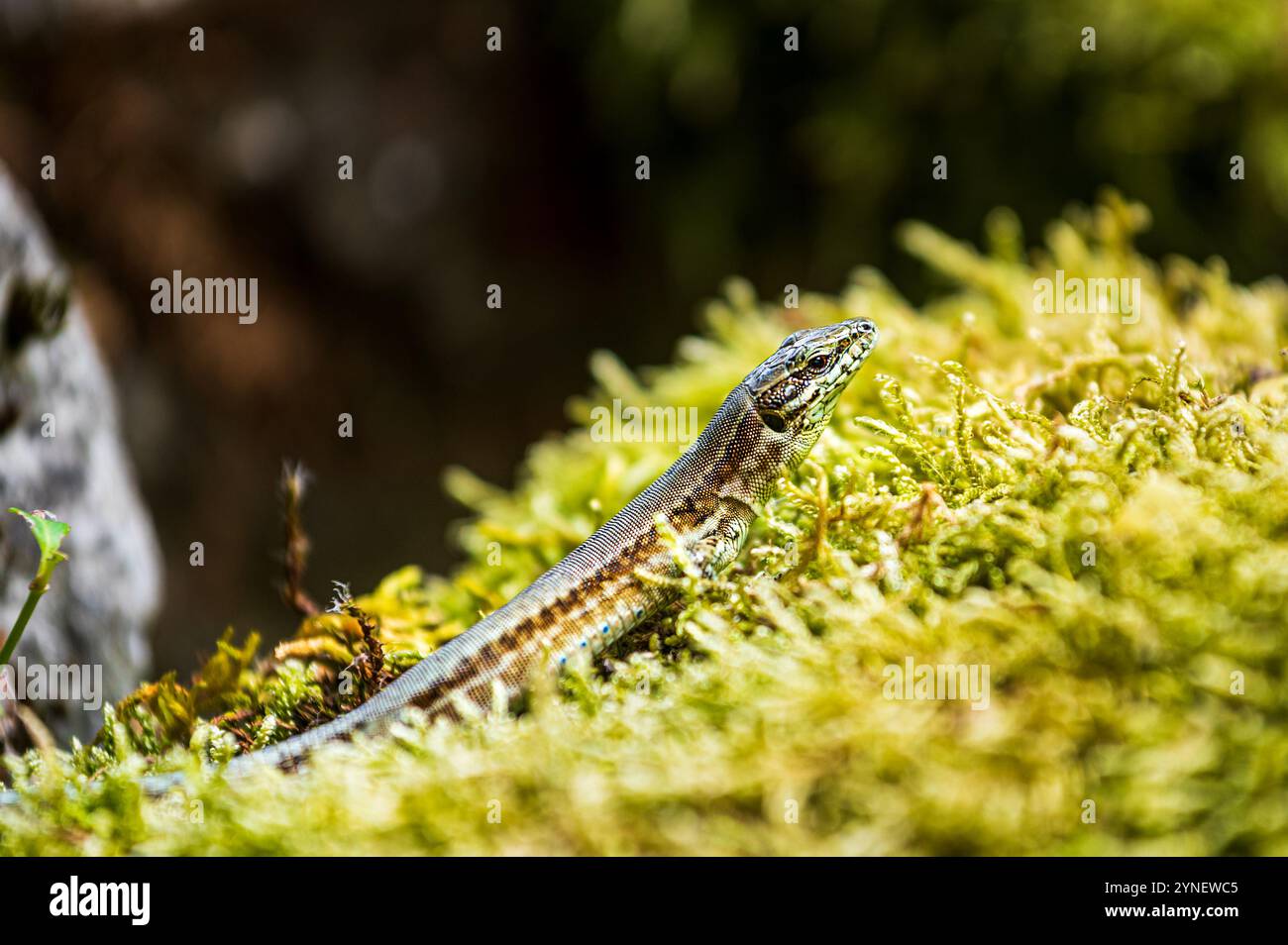 Green lizard lying on moss, close up Stock Photo - Alamy