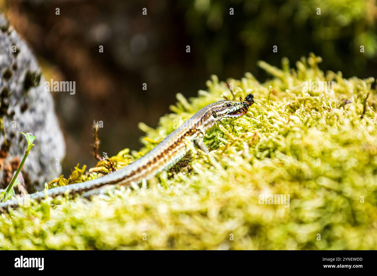 Green lizard on moss eating a hornet Stock Photo - Alamy