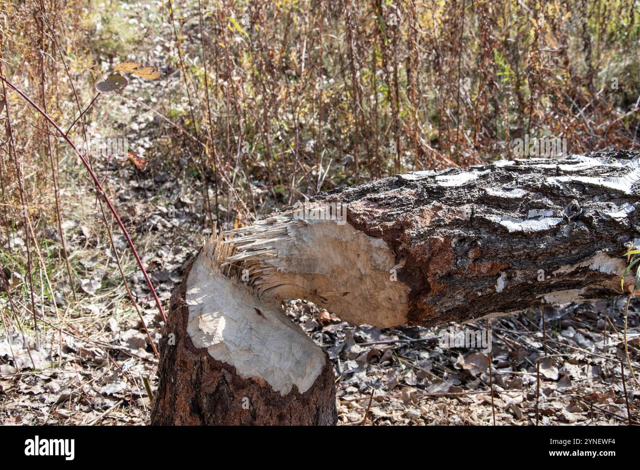 Tree trunk chewed by beavers at Tommy Thompson Park in Scarborough ...