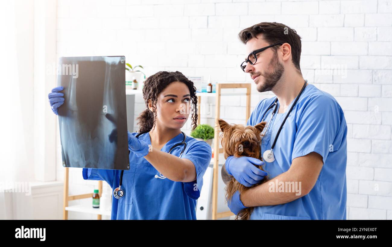 Vet doc with assistant studying xray at animal hospital, blank space ...