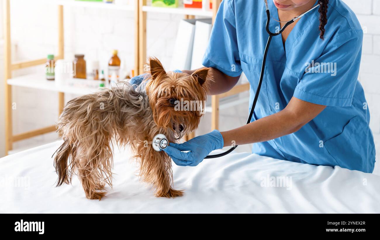 Animal cardiology. African American veterinarian doc checking little ...