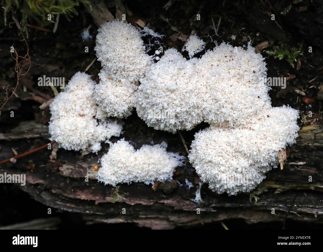 Sulphur Slime Mold, Fuligo septica var. candida, syn. Fuligo septa var ...
