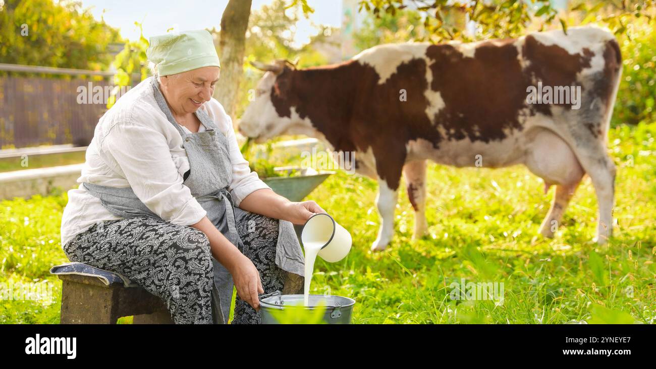 Senior woman pouring fresh milk into bucket while cow grazing outdoors ...