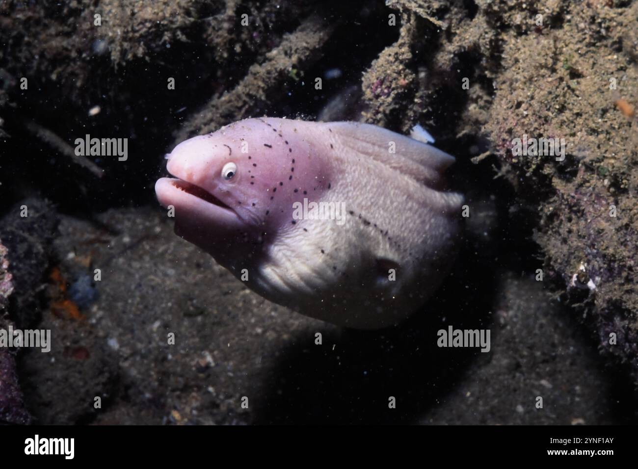 Underwater cemetery hi-res stock photography and images - Alamy