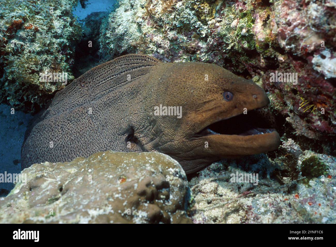 Giant Moray Eel, Gymnothorax javanicus, Vadoo dive site, Maldives ...