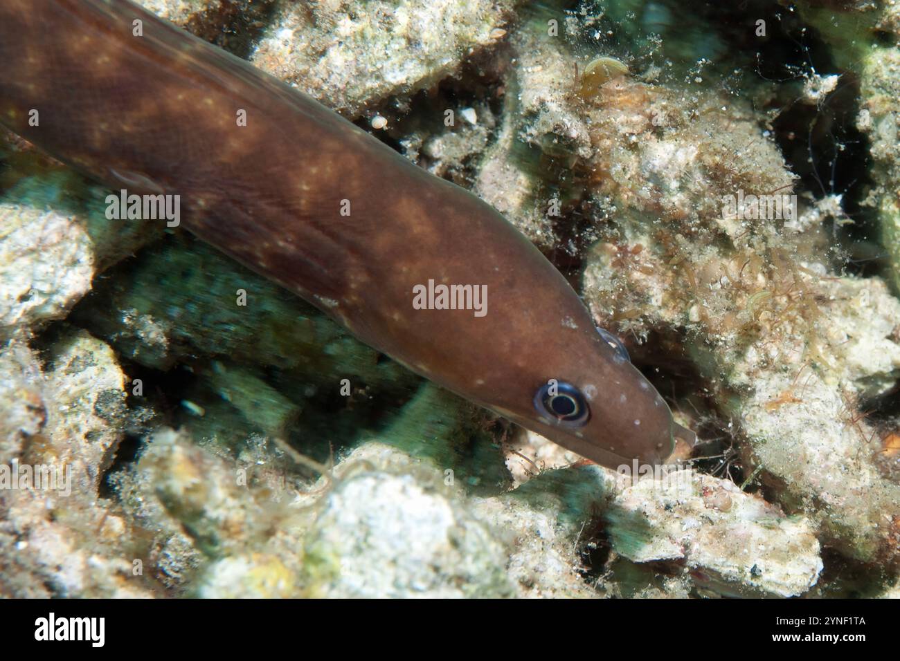 Freckleface reef eel hi-res stock photography and images - Alamy