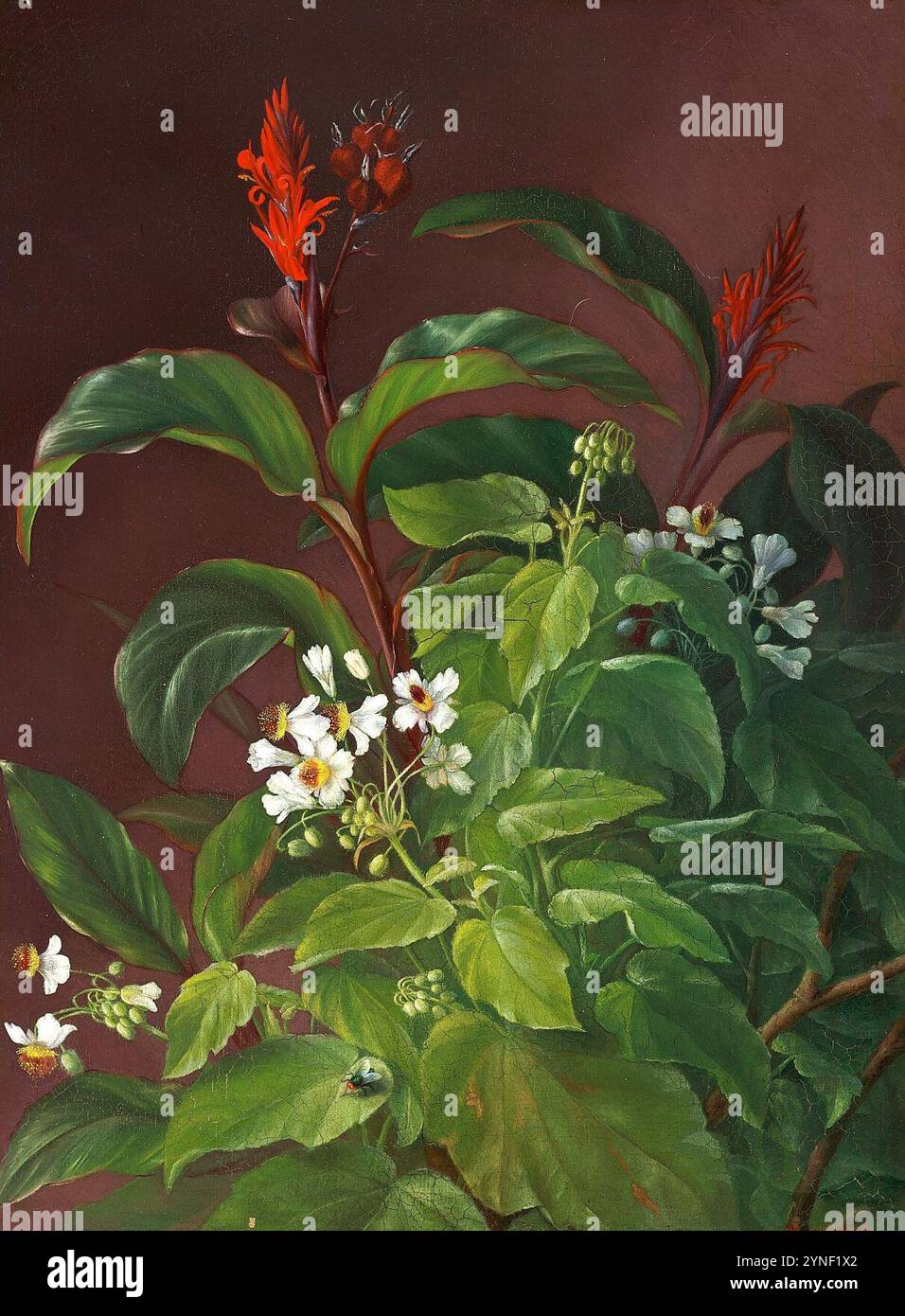 Alfrida ludovica hi-res stock photography and images - Alamy