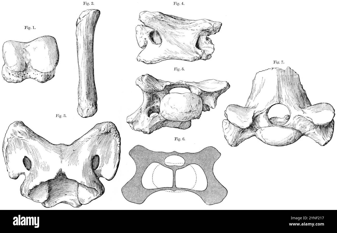 Baluchitherium Black and White Stock Photos & Images - Alamy