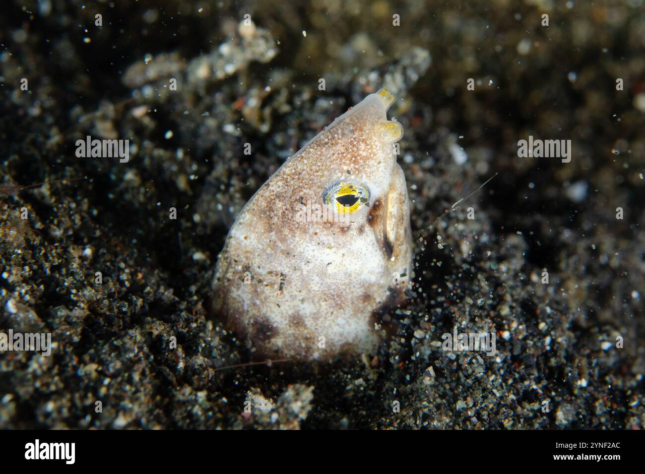 Black striped snake eel hi-res stock photography and images - Alamy