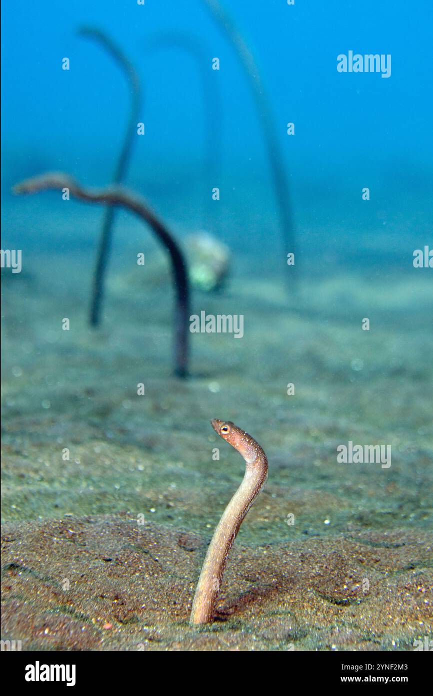 Spaghetti Garden Eels, Gorgasia maculata, feeding in sand, Liberty ...