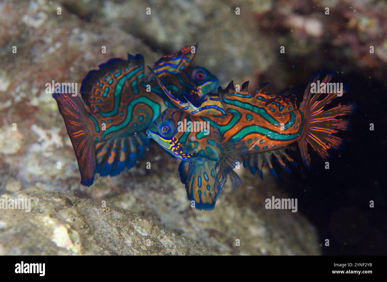 Ornate markings hi-res stock photography and images - Alamy
