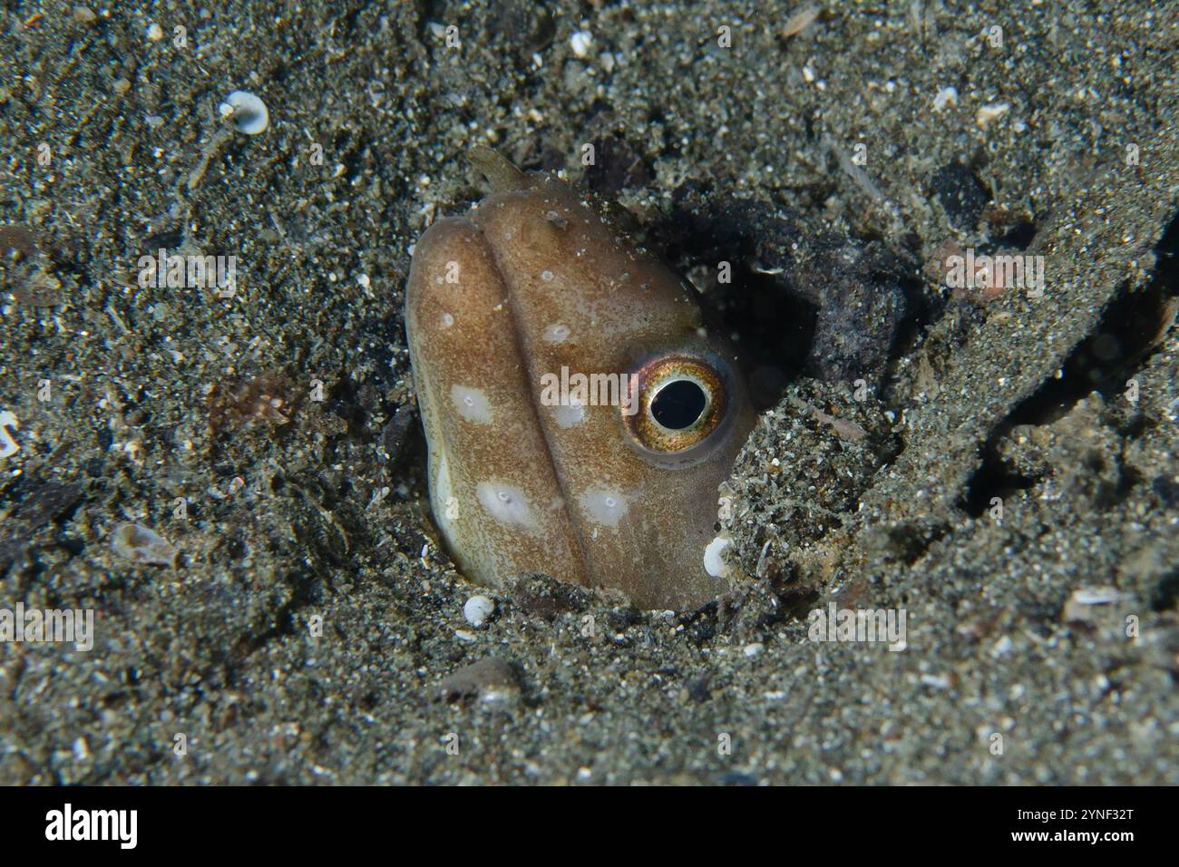 Brown-spotted Moray, Gymnothorax fuscomaculatus, in hole, Kobe Reef ...