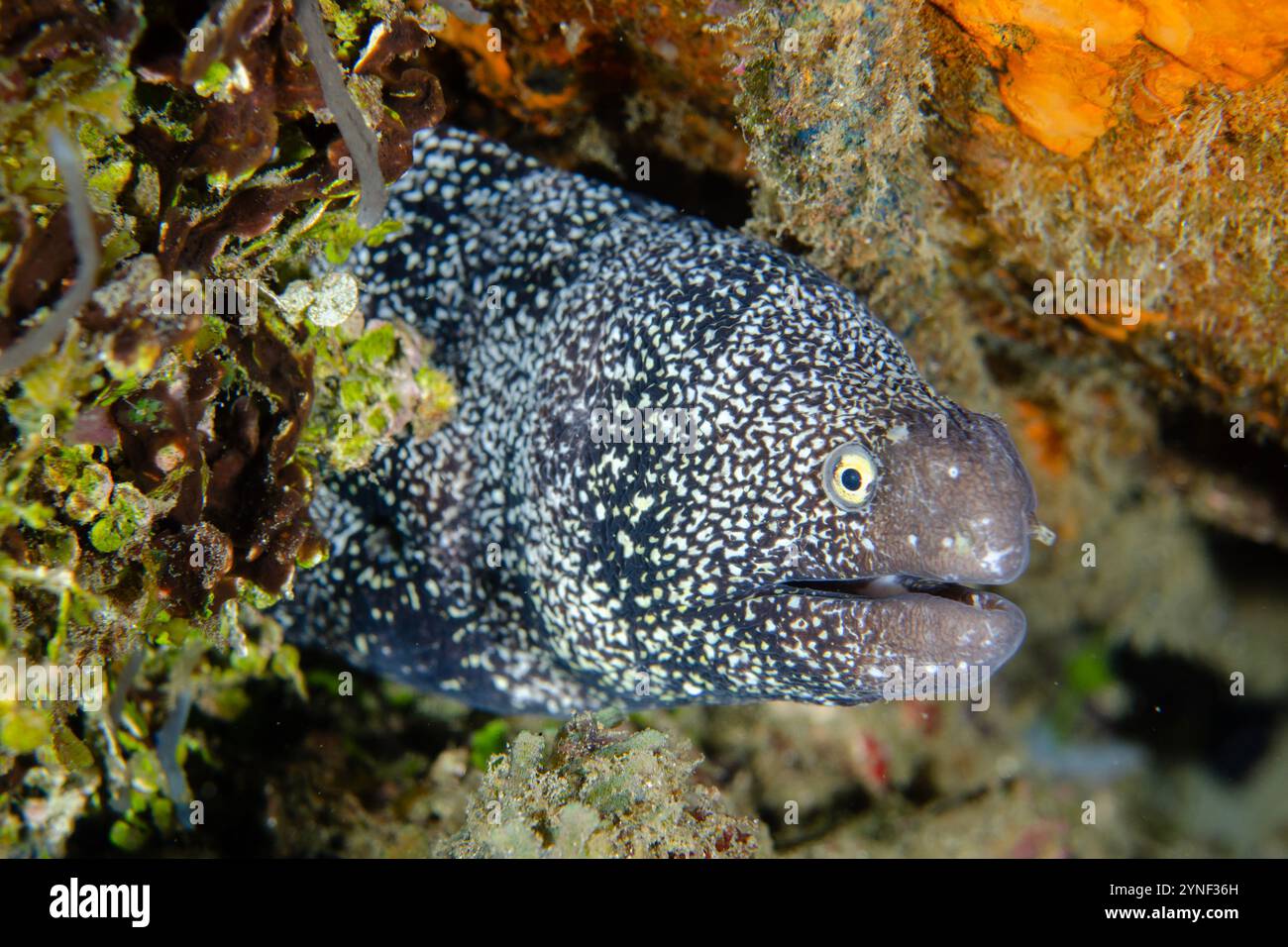 Snowflake Moray Eel, Echidna nebulosa, Laha dive site, Ambon, Maluku ...